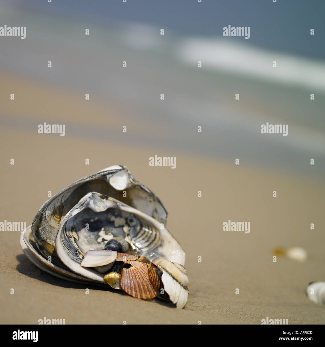 Picking up shells on beach hi-res stock photography and images - Alamy