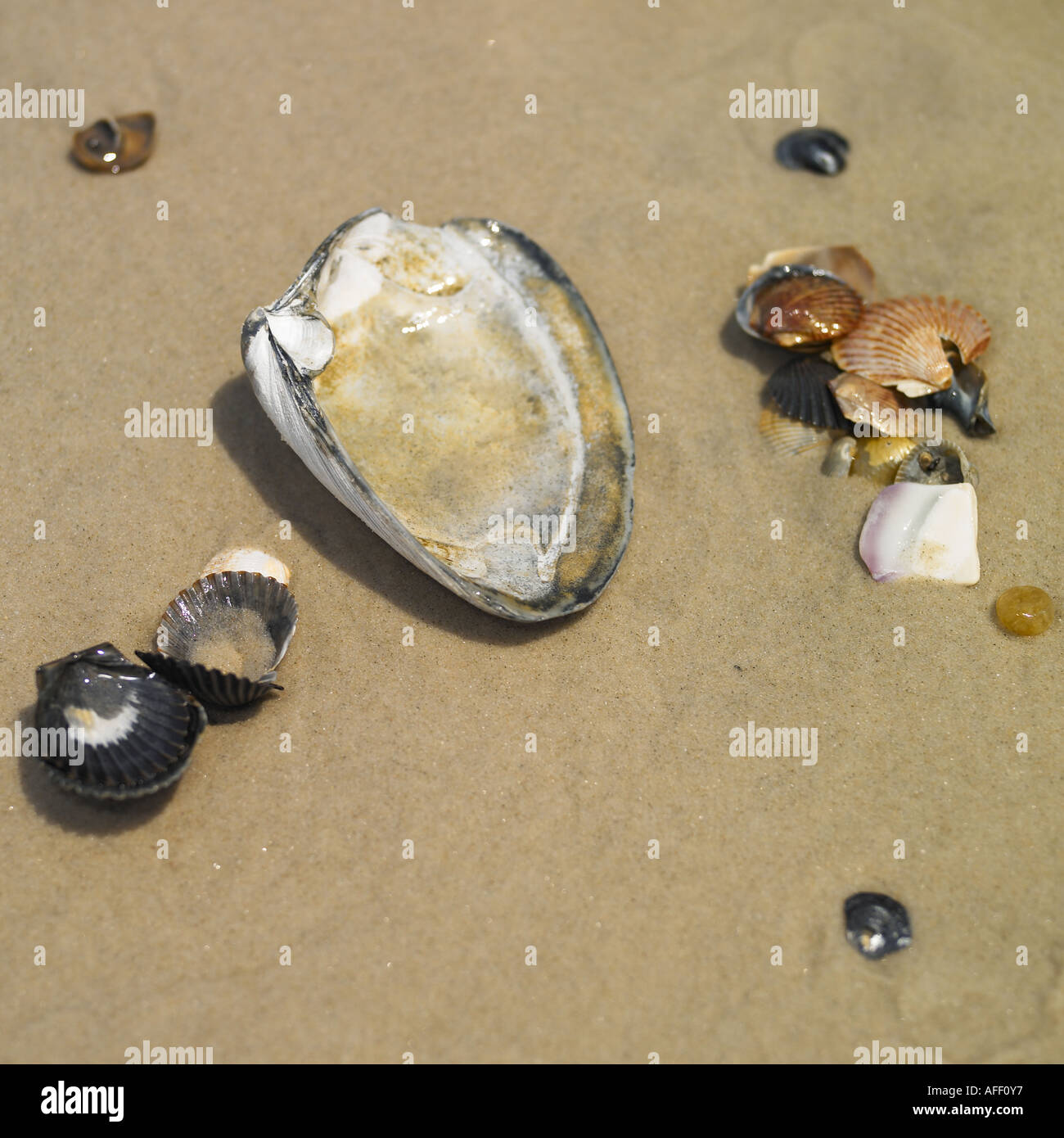 Picking up shells on beach hi-res stock photography and images - Alamy