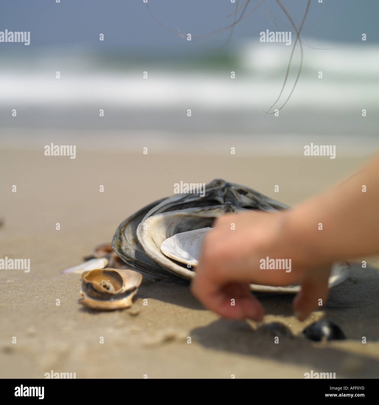 child playing with shells Stock Photo - Alamy