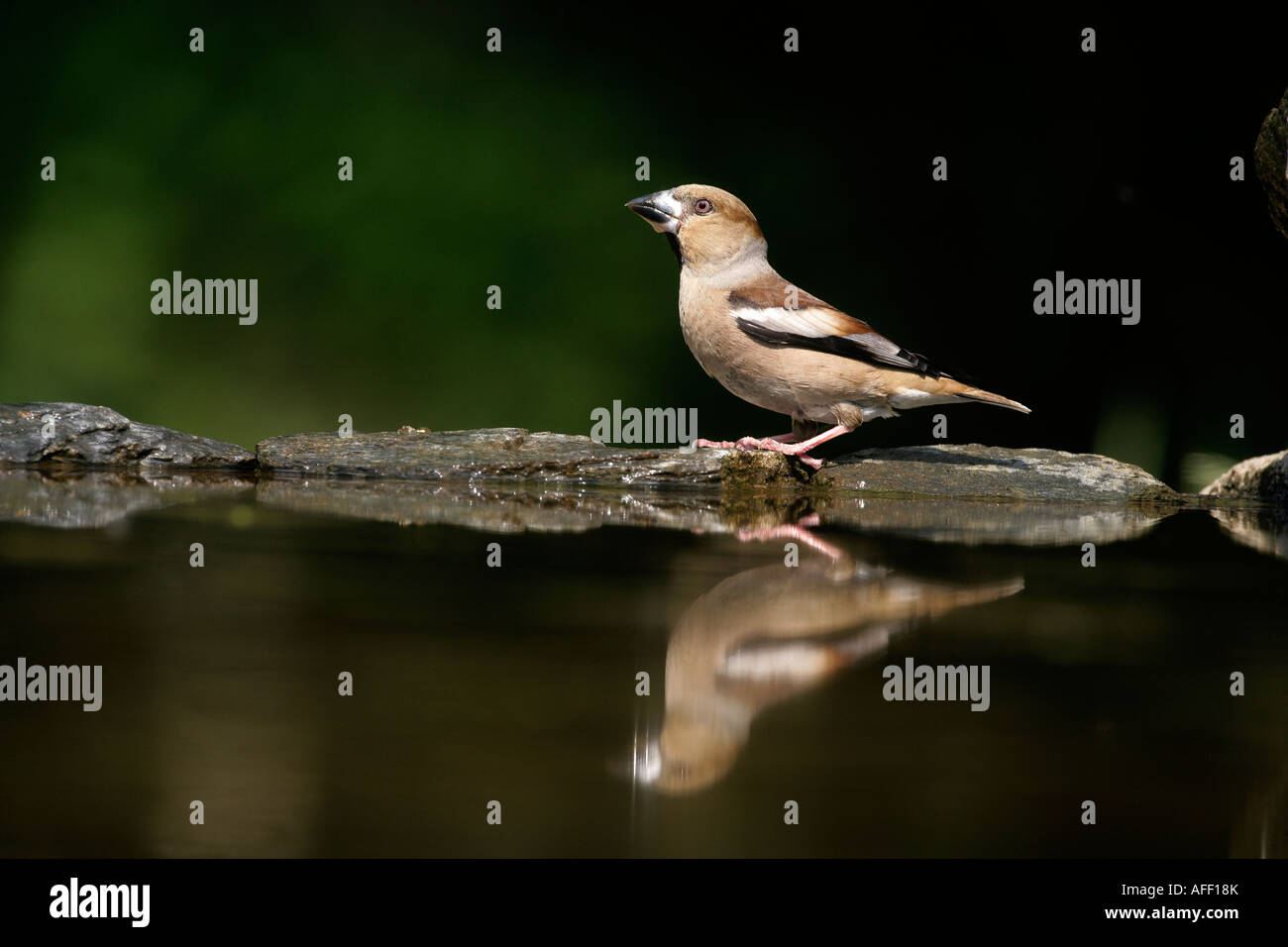 Hawfinch Coccothraustes coccothraustes Hungary Female Stock Photo - Alamy