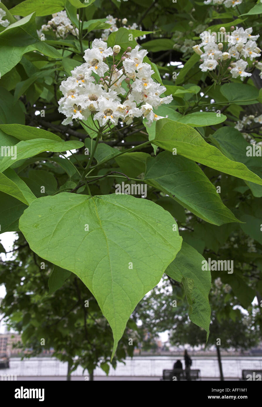 Indian Bean tree by the river Thames Catalpa bignonioides Stock Photo ...
