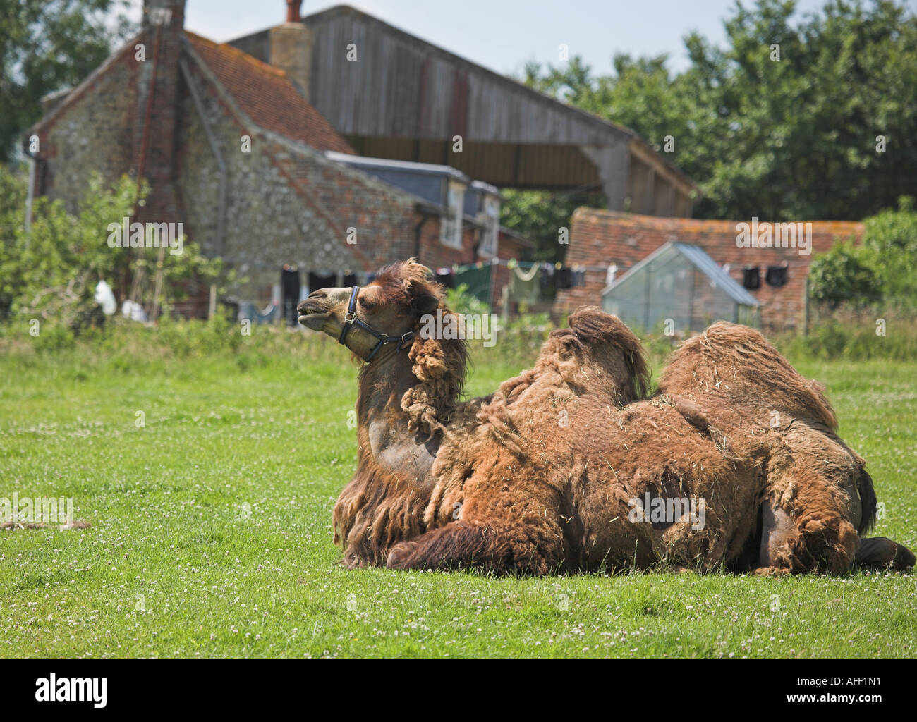 Bactrian camel on a farm in the South Downs of England Stock Photo - Alamy
