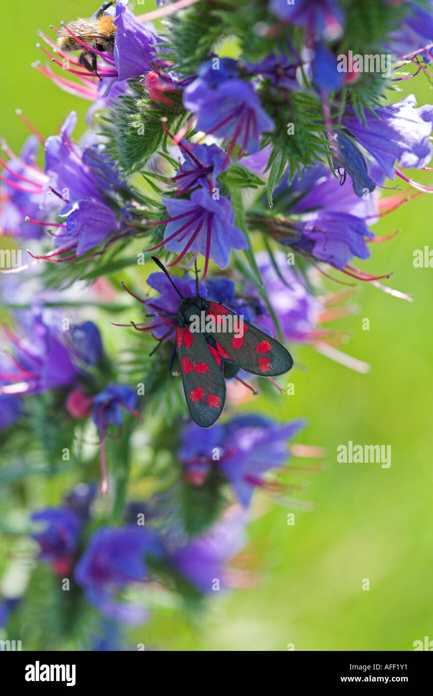Vipers bugloss moth hi-res stock photography and images - Alamy