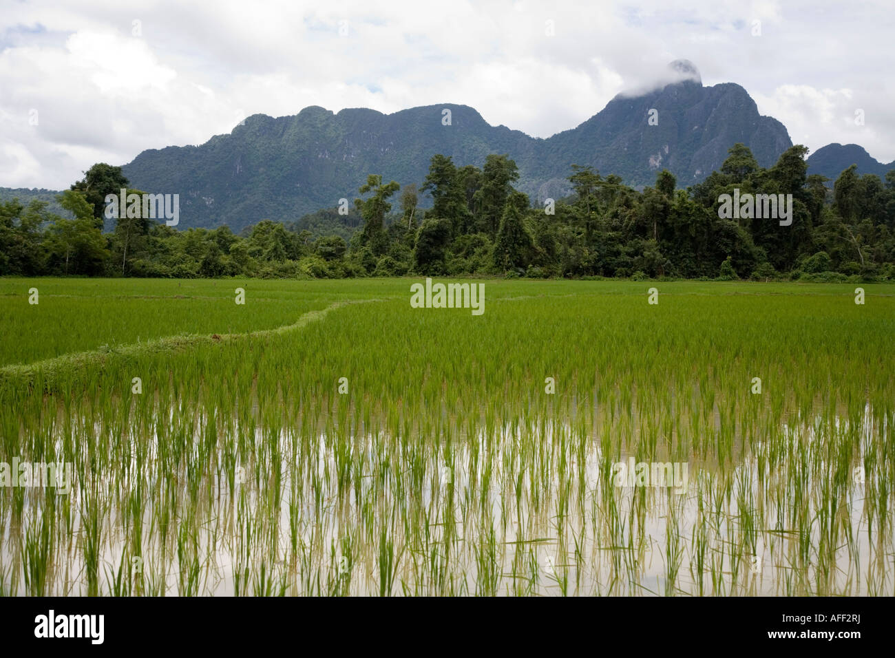 Paddi Field Stock Photos & Paddi Field Stock Images - Alamy