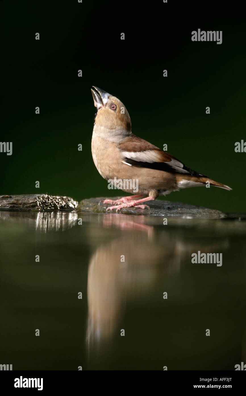 Hawfinch female hi-res stock photography and images - Alamy