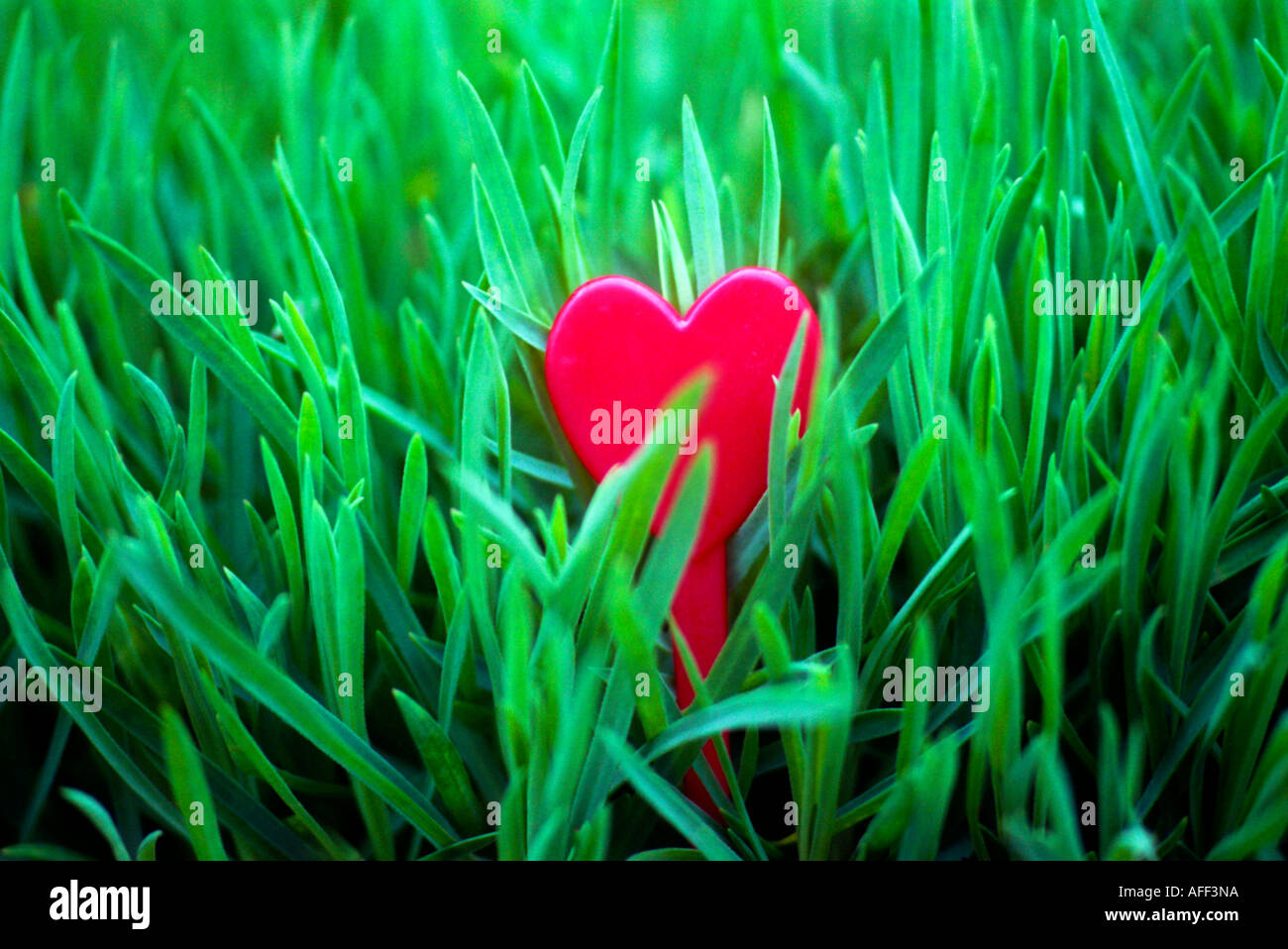 BLADES OF GRASS HEART Stock Photo - Alamy