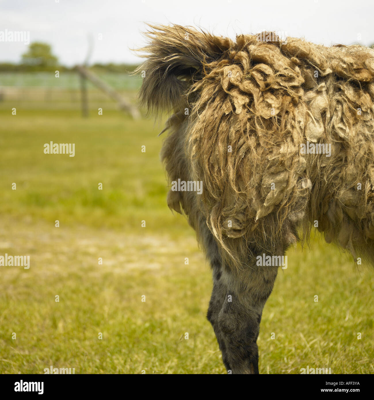 Hind part hi-res stock photography and images - Alamy