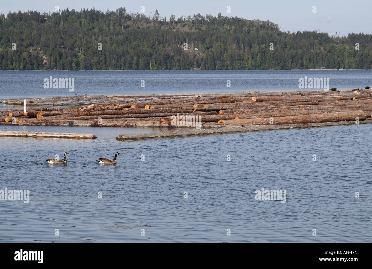 Log raft, British Columbia, Canada Stock Photo - Alamy
