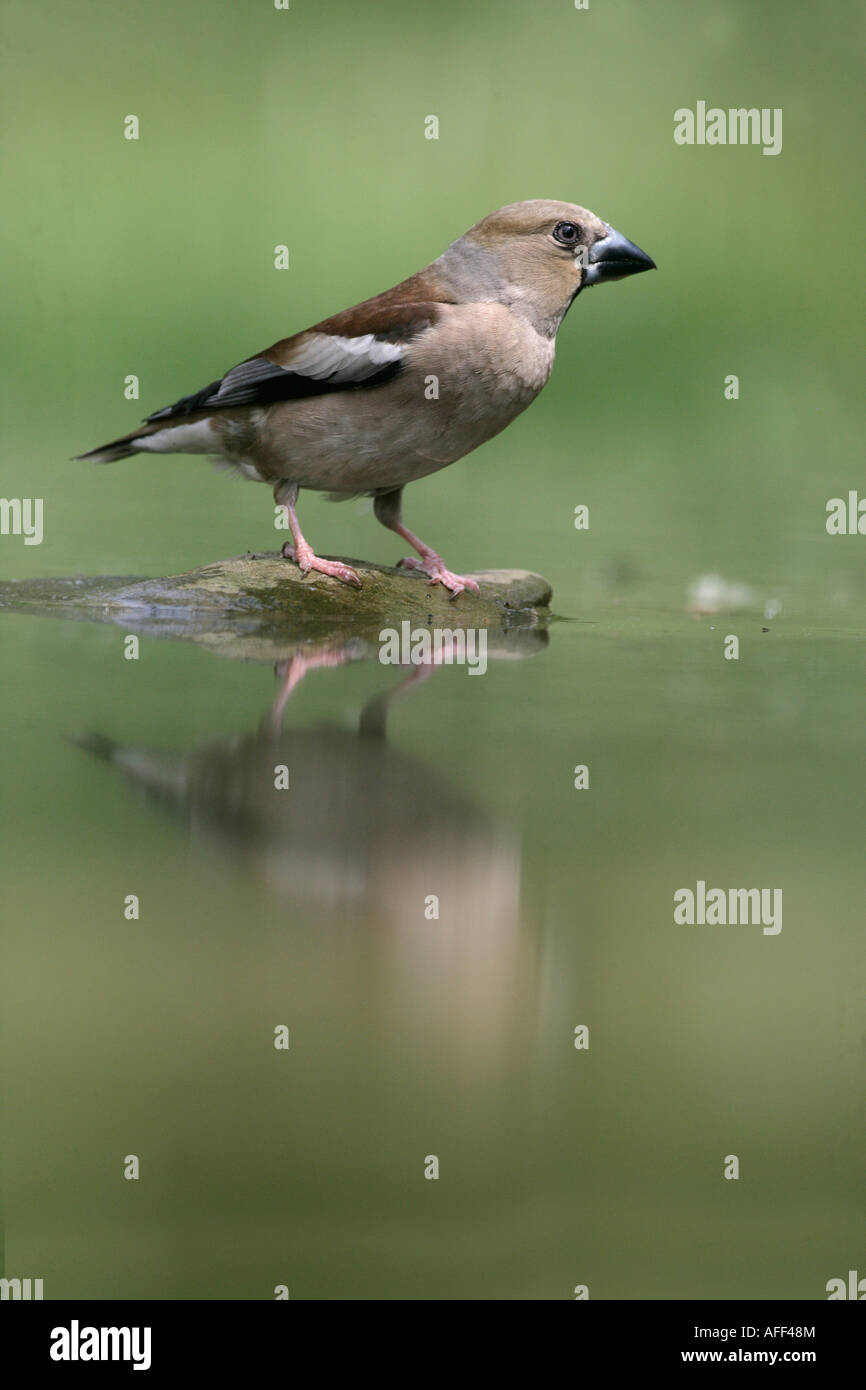 Hawfinch female hi-res stock photography and images - Alamy