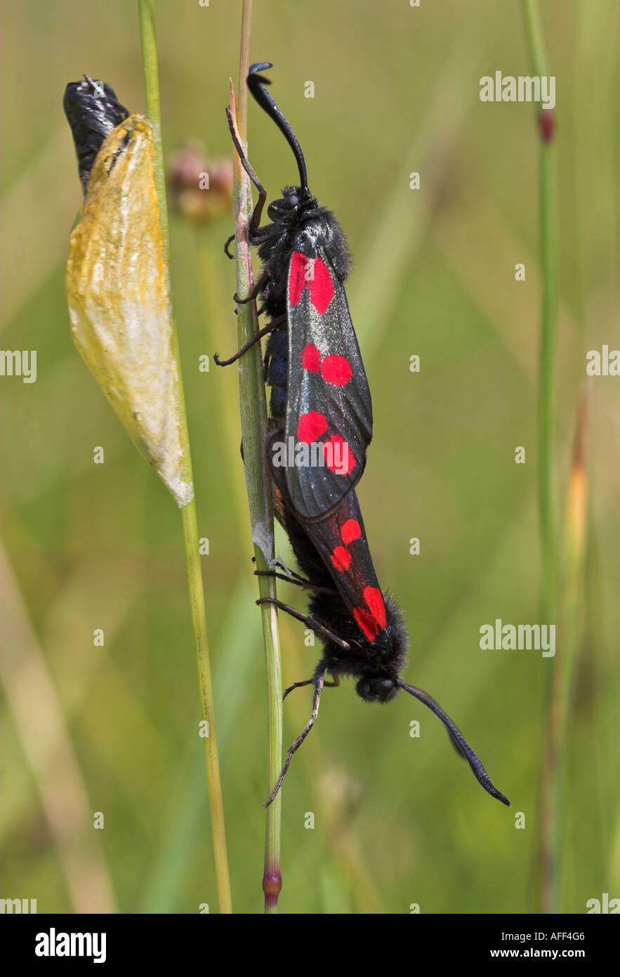 Mating six spot burnet moth hi-res stock photography and images - Alamy