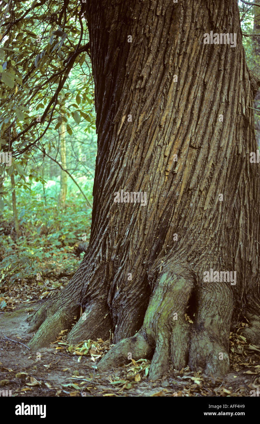 Sweet chestnut trunk hi-res stock photography and images - Alamy