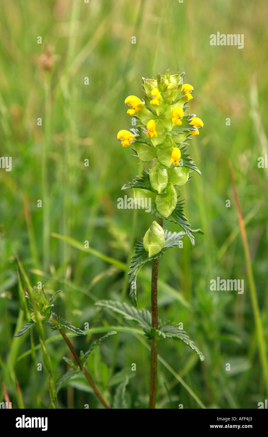 Yellow rattle Rhinanthus minor growing in species rich grassland at ...