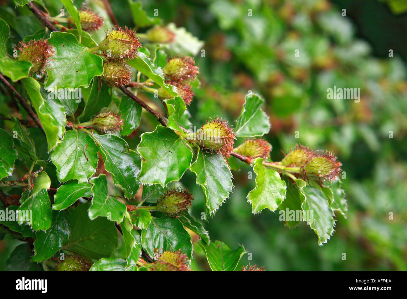Beech mast uk hi-res stock photography and images - Alamy