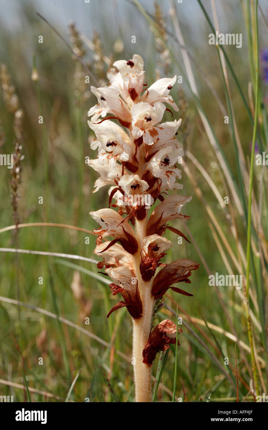 Broomrape plant hi-res stock photography and images - Alamy