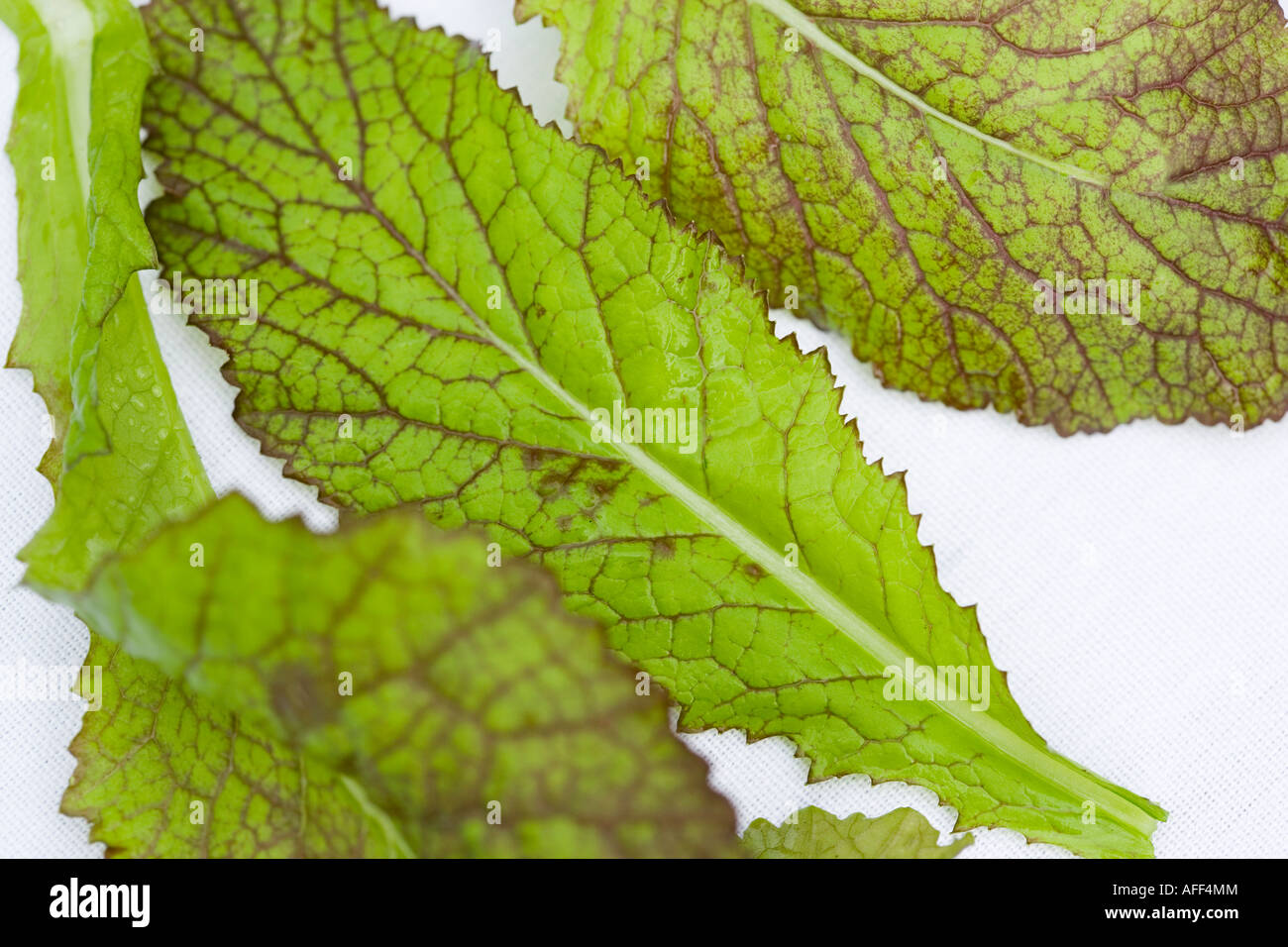 White mustard leaves hi-res stock photography and images - Alamy