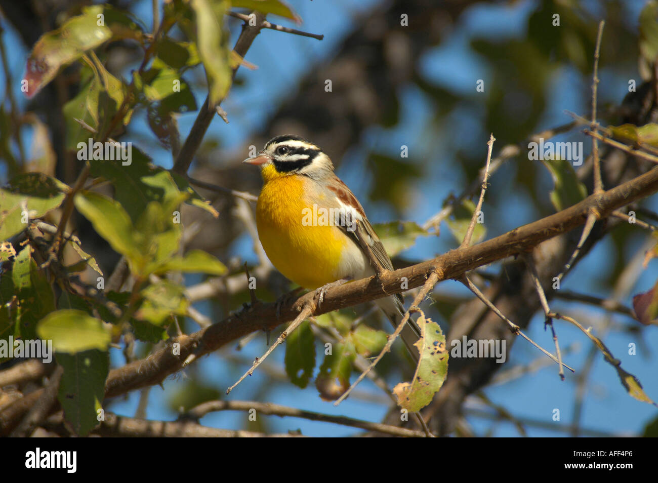 Golden breasted bunting hi-res stock photography and images - Alamy