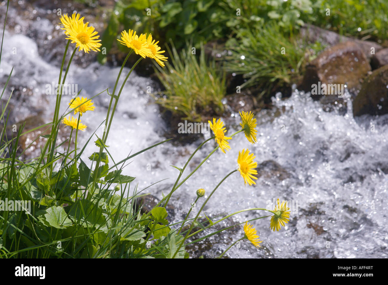 Flower and stream Stock Photo - Alamy