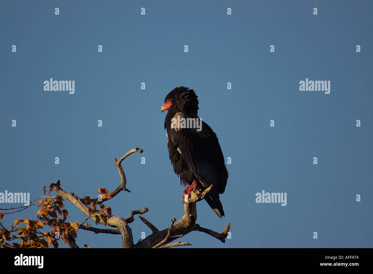 Eagle side view hi-res stock photography and images - Alamy