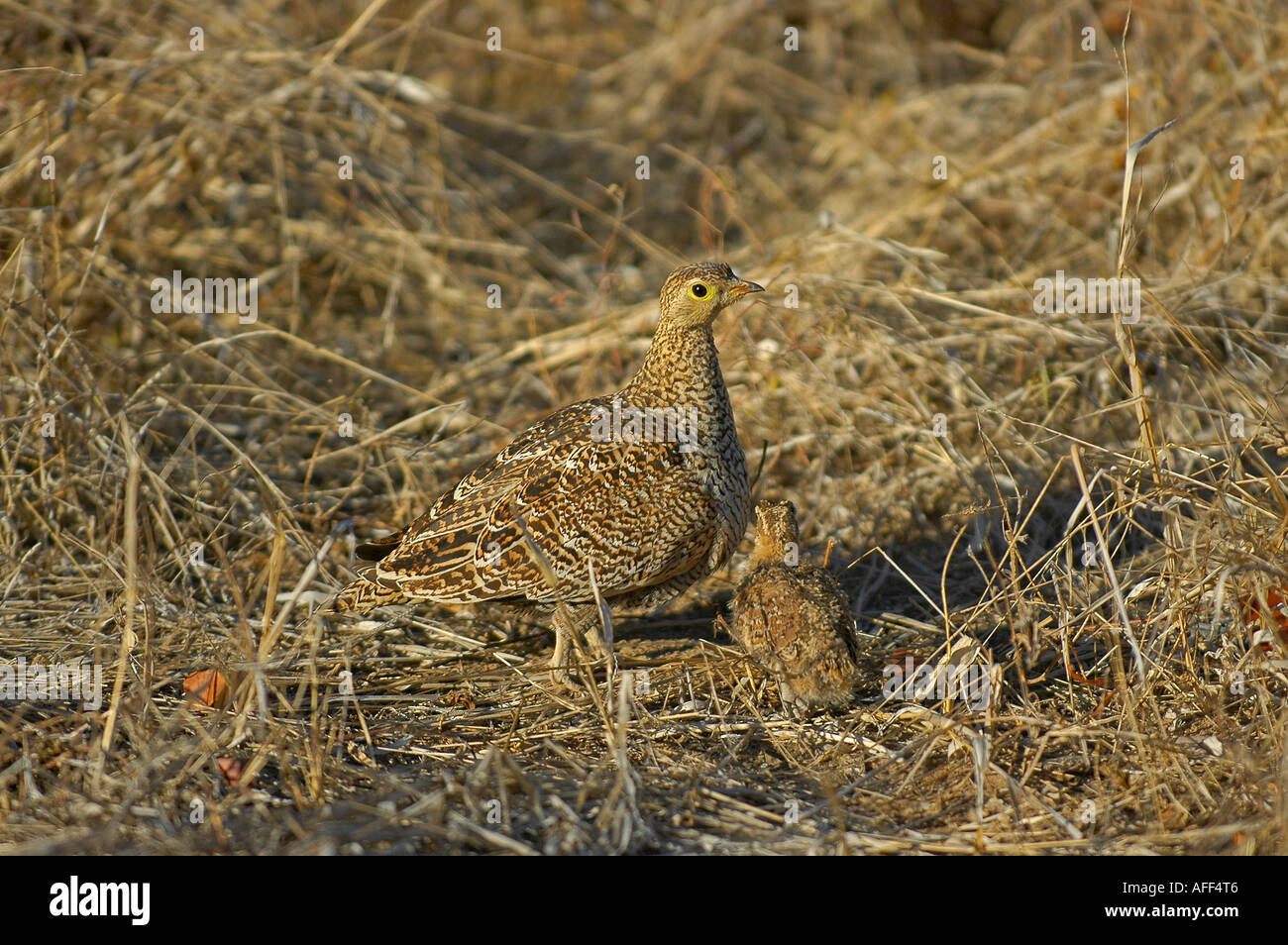 Well camouflaged female Double banded sand grouse Pterocles bicinctus ...