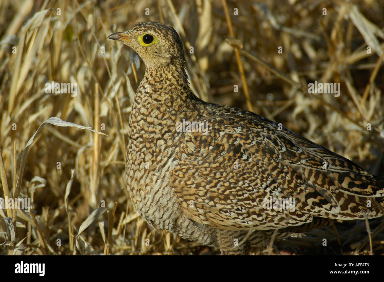 Well camouflaged female Double banded sandgrouse Pterocles bicinctus in ...