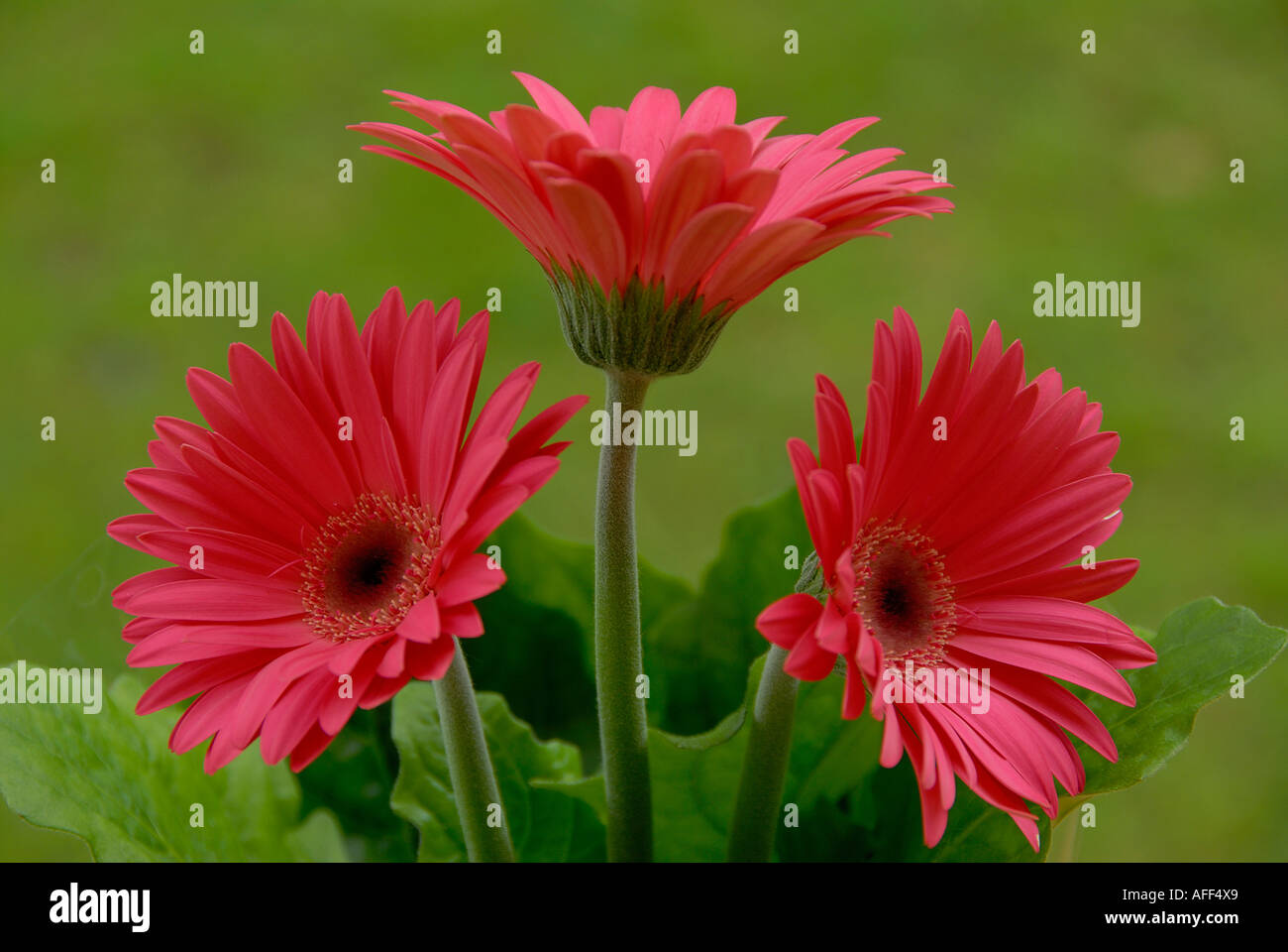Bright pink gerbera flowers, Barberton daisy family Stock Photo - Alamy