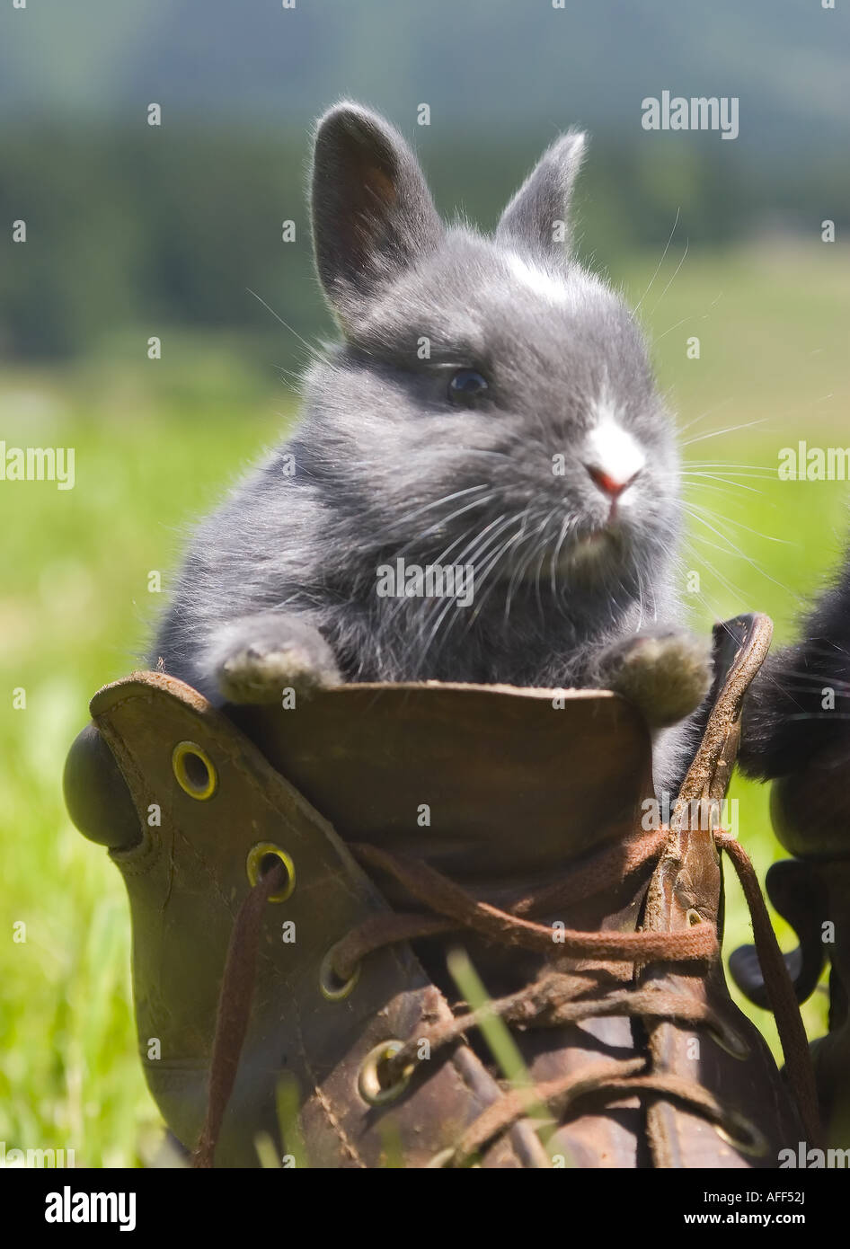 Bunny shoe hi-res stock photography and images - Alamy