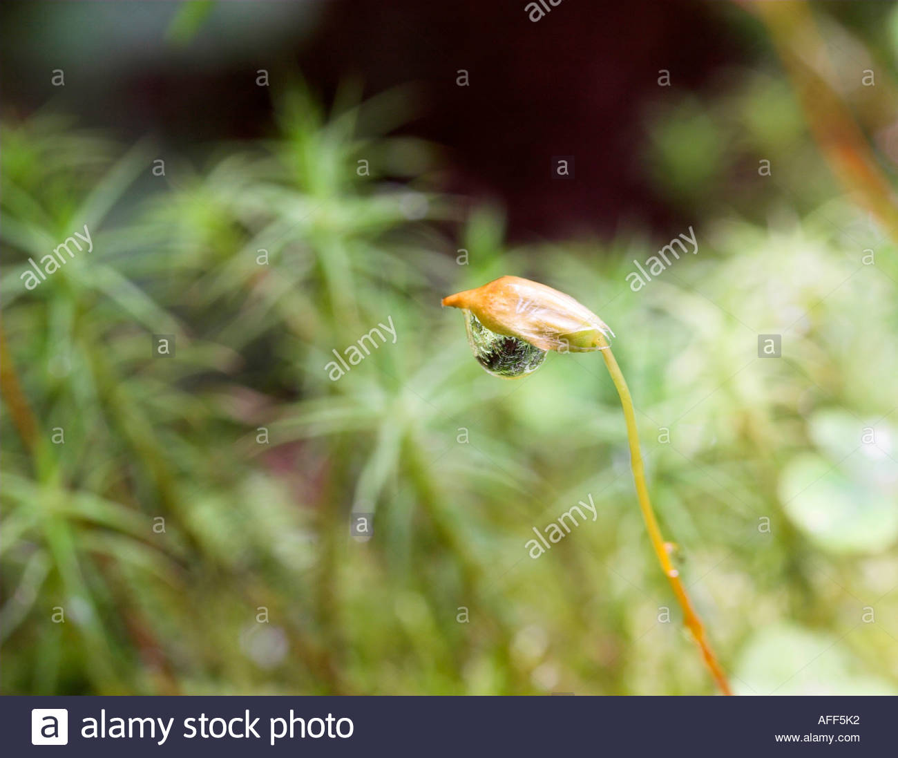 Polytrichum Capsule Stock Photos & Polytrichum Capsule Stock Images - Alamy