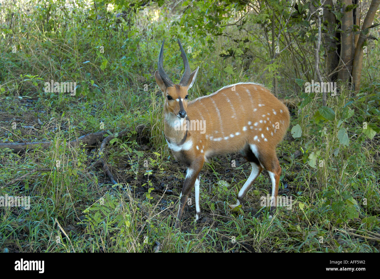 Ram falls hi-res stock photography and images - Alamy