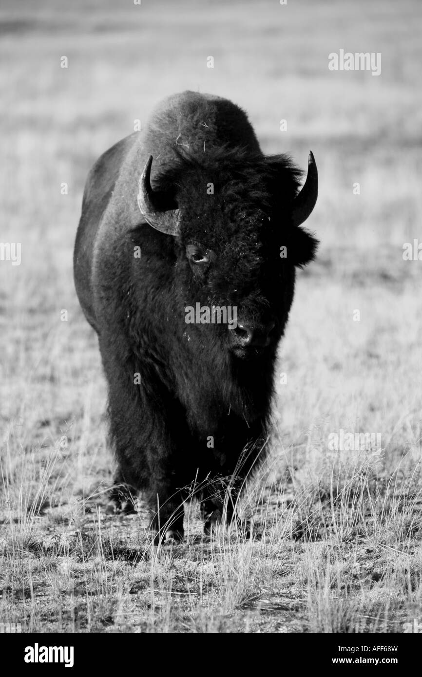 Bull buffalo Black and White Stock Photos & Images - Alamy