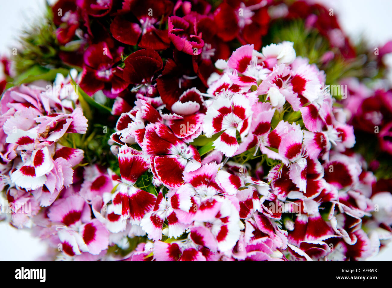 Sweetwilliams High Resolution Stock Photography and Images - Alamy