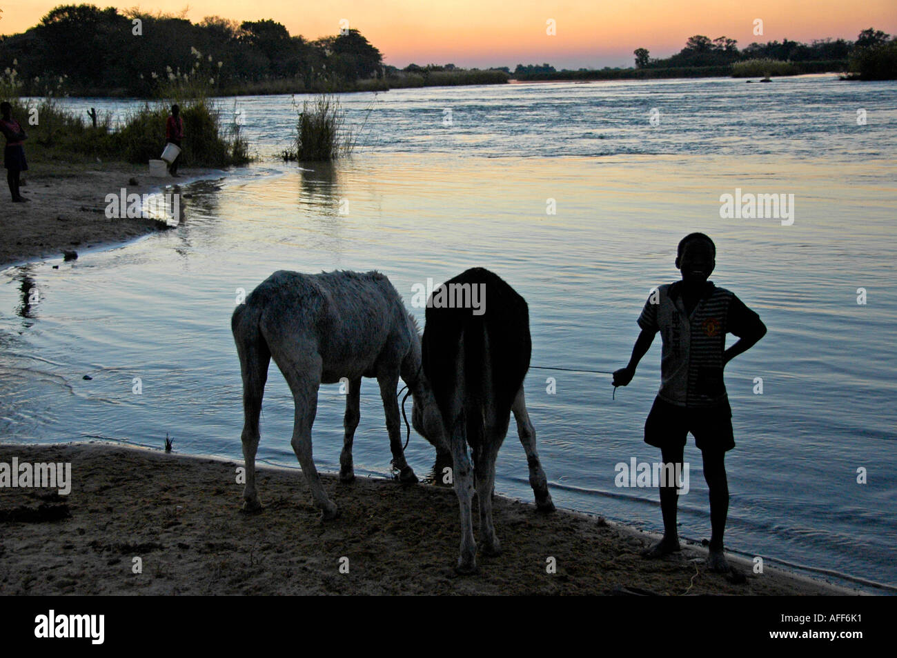 Children and donkeys at Kavango river at dusk, Caprivi, Namibia, Africa ...