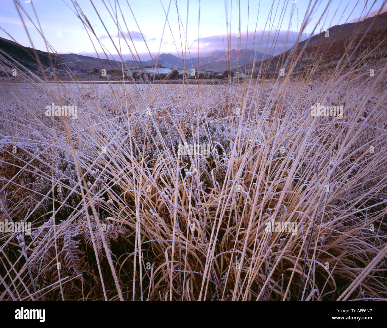 Frosted grasses and the Snowdon Horseshoe. Snowdonia National Park ...