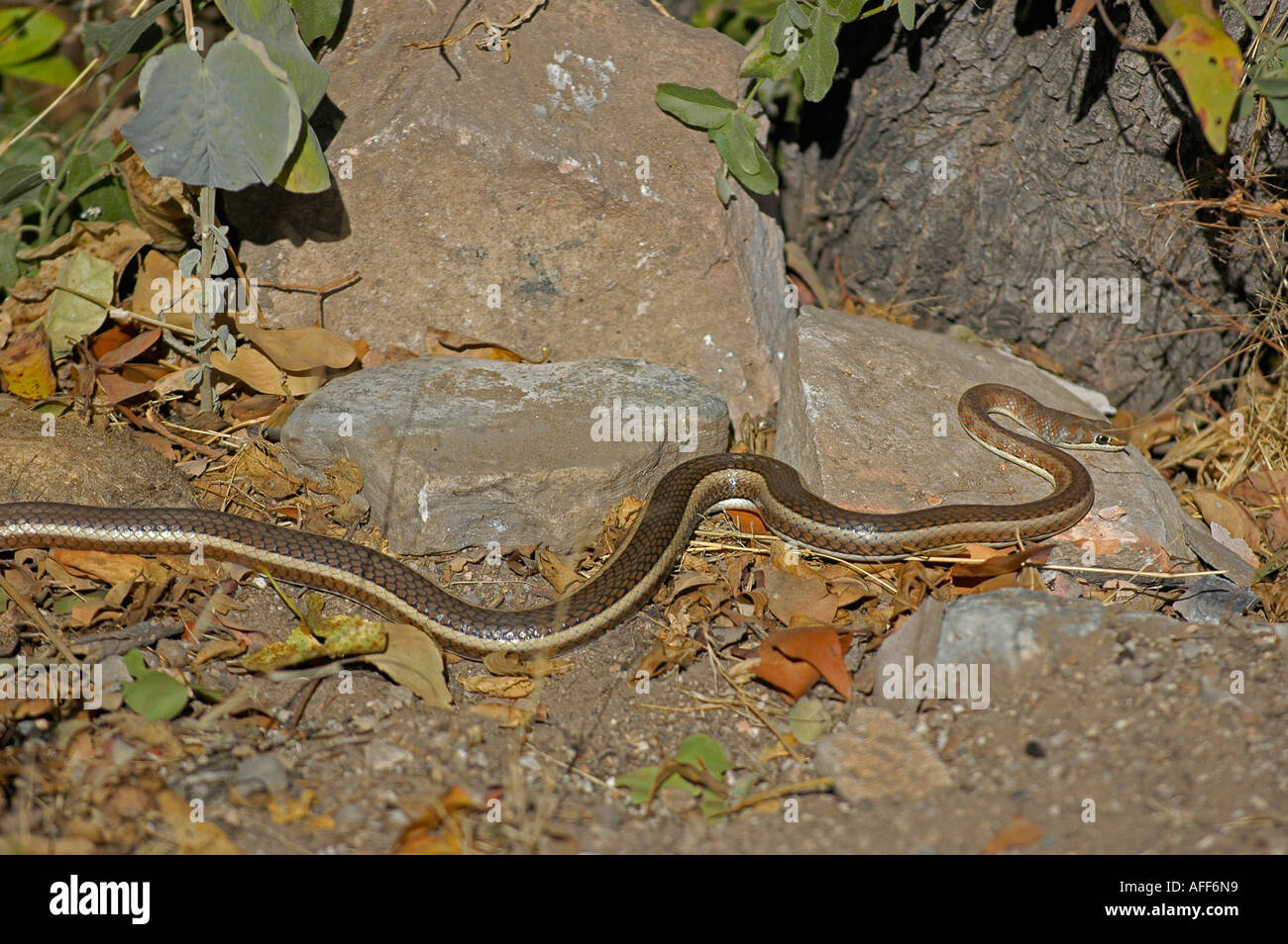 Zimbabwe africa reptile snake hi-res stock photography and images - Alamy