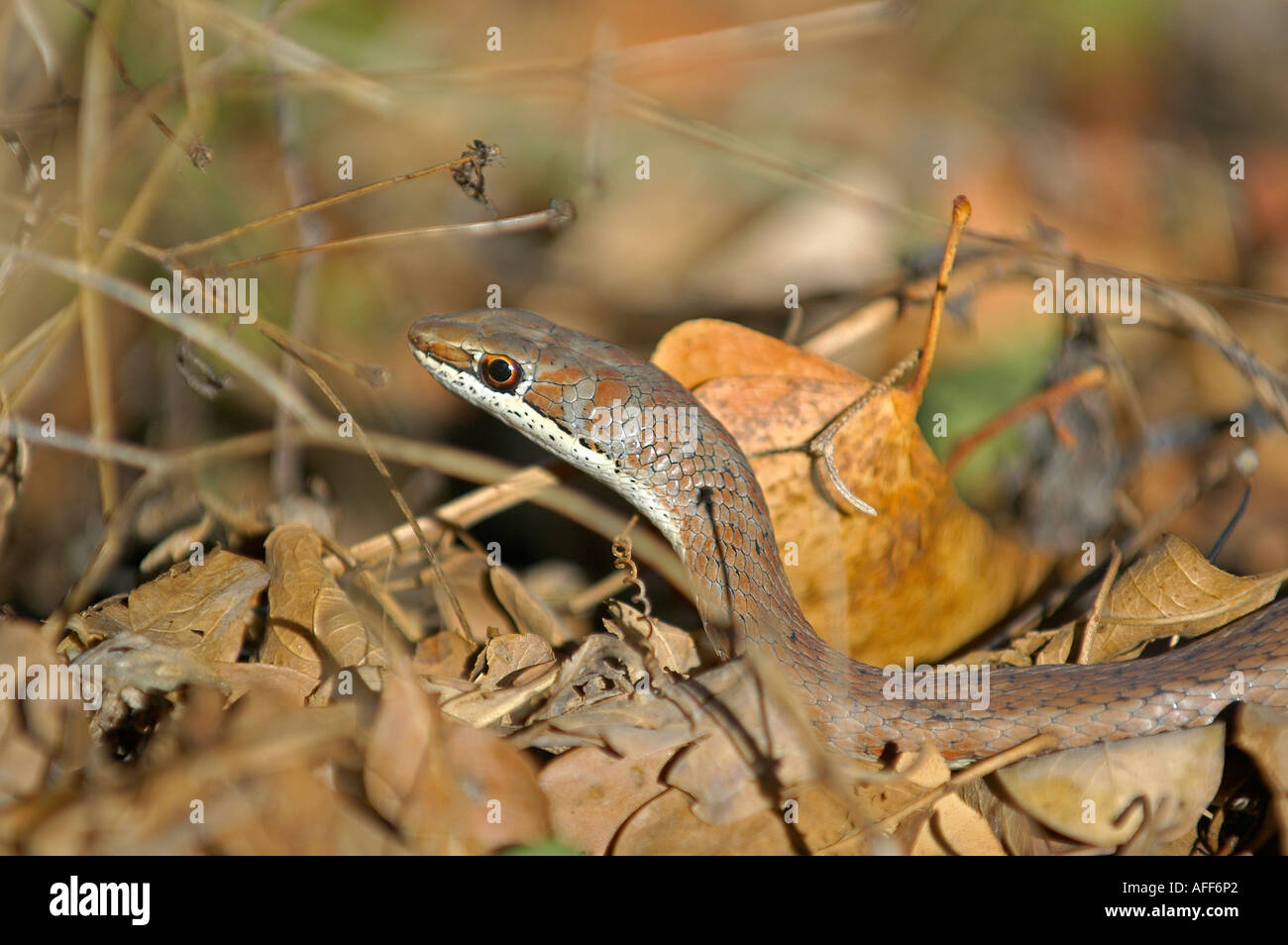 Zimbabwe africa reptile snake hi-res stock photography and images - Alamy
