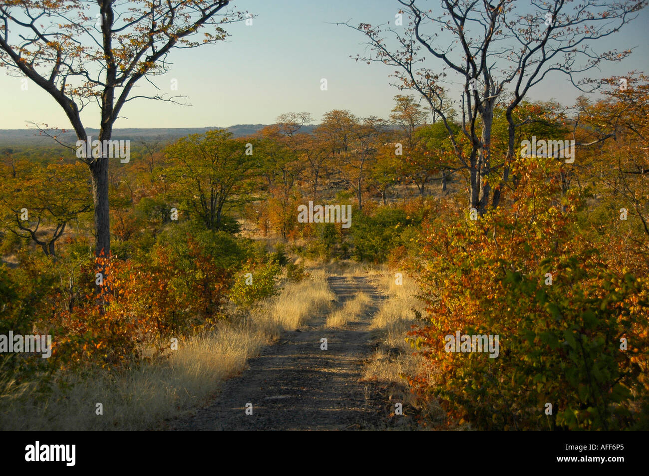 winding road through colourful mopane woodland in Hwange national park ...