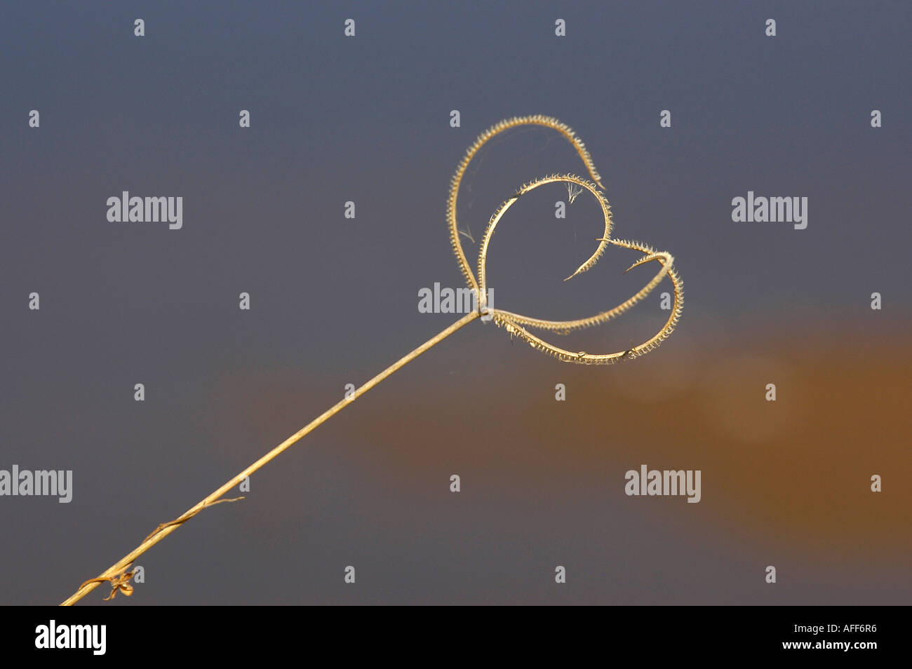 artistic grass heads in Zimbabwe Africa Stock Photo - Alamy