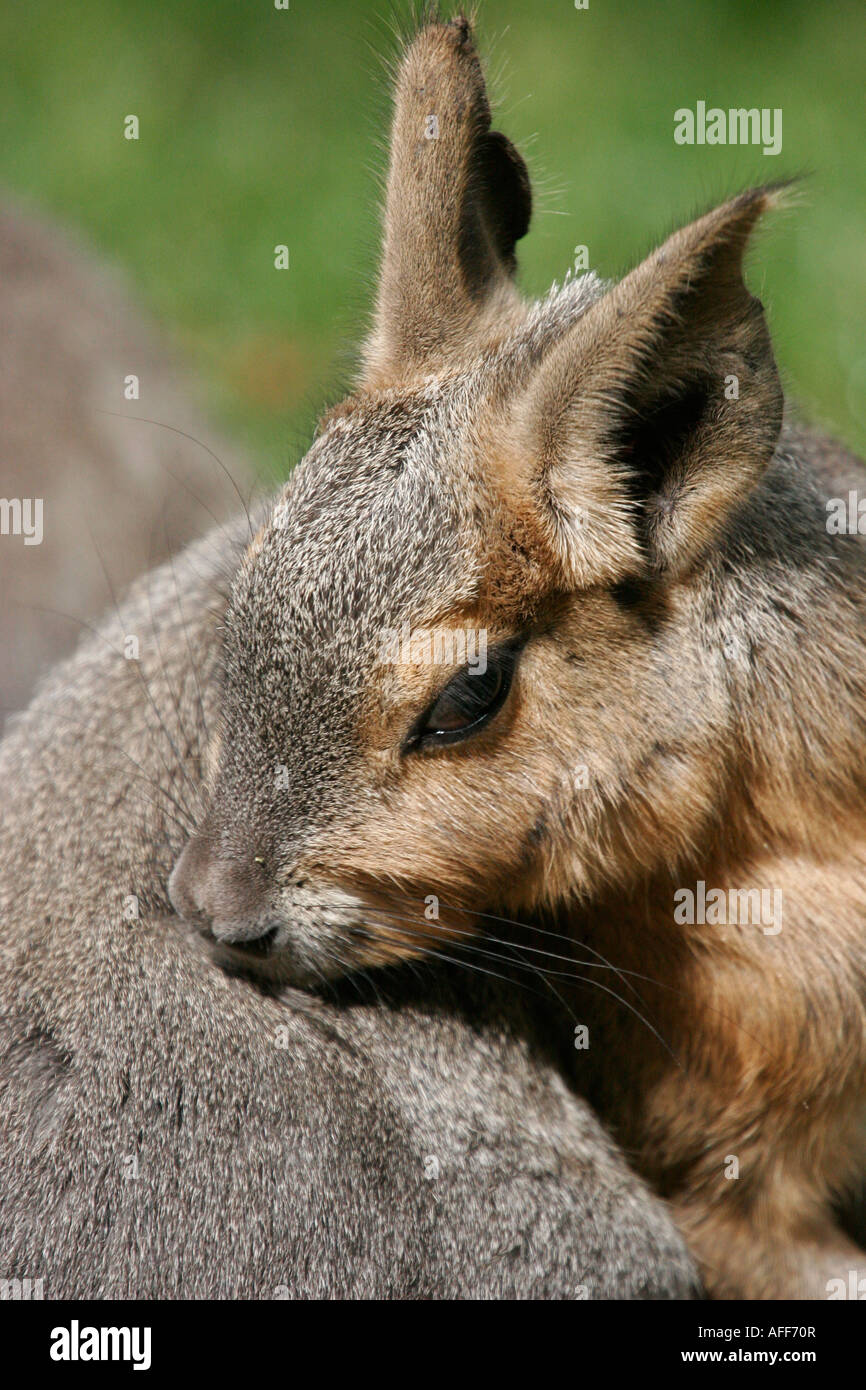 Mara Deer Kangeroo type antelope from South America Stock Photo - Alamy