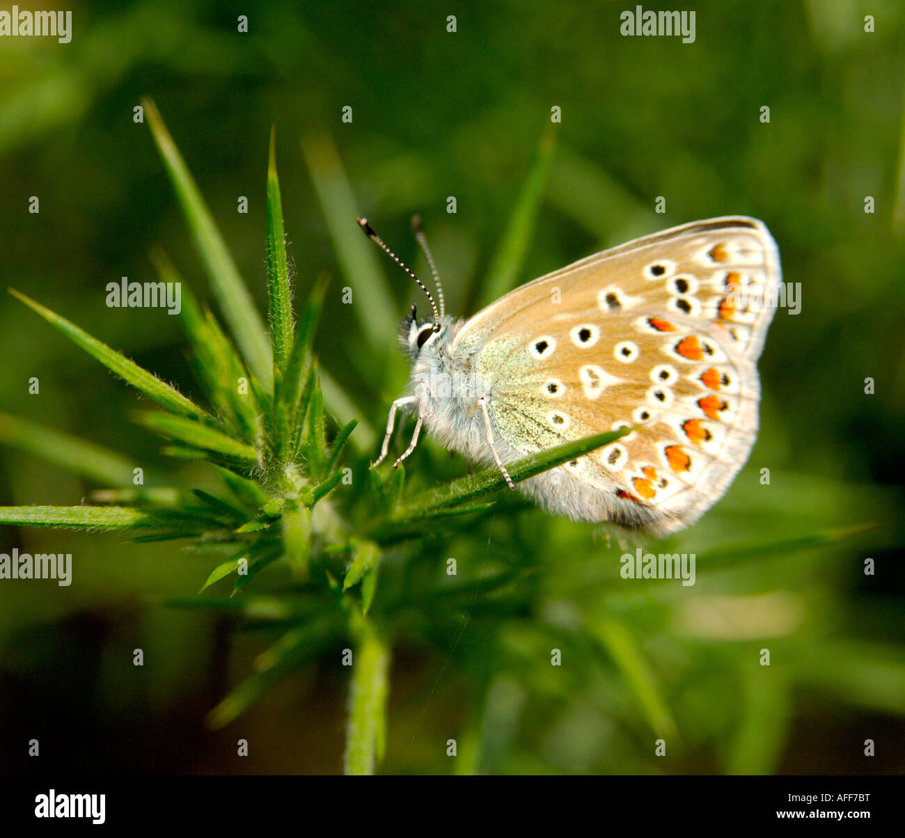 Female Silver Studded Blue butterfly Plebeius argus settled on a thorny ...
