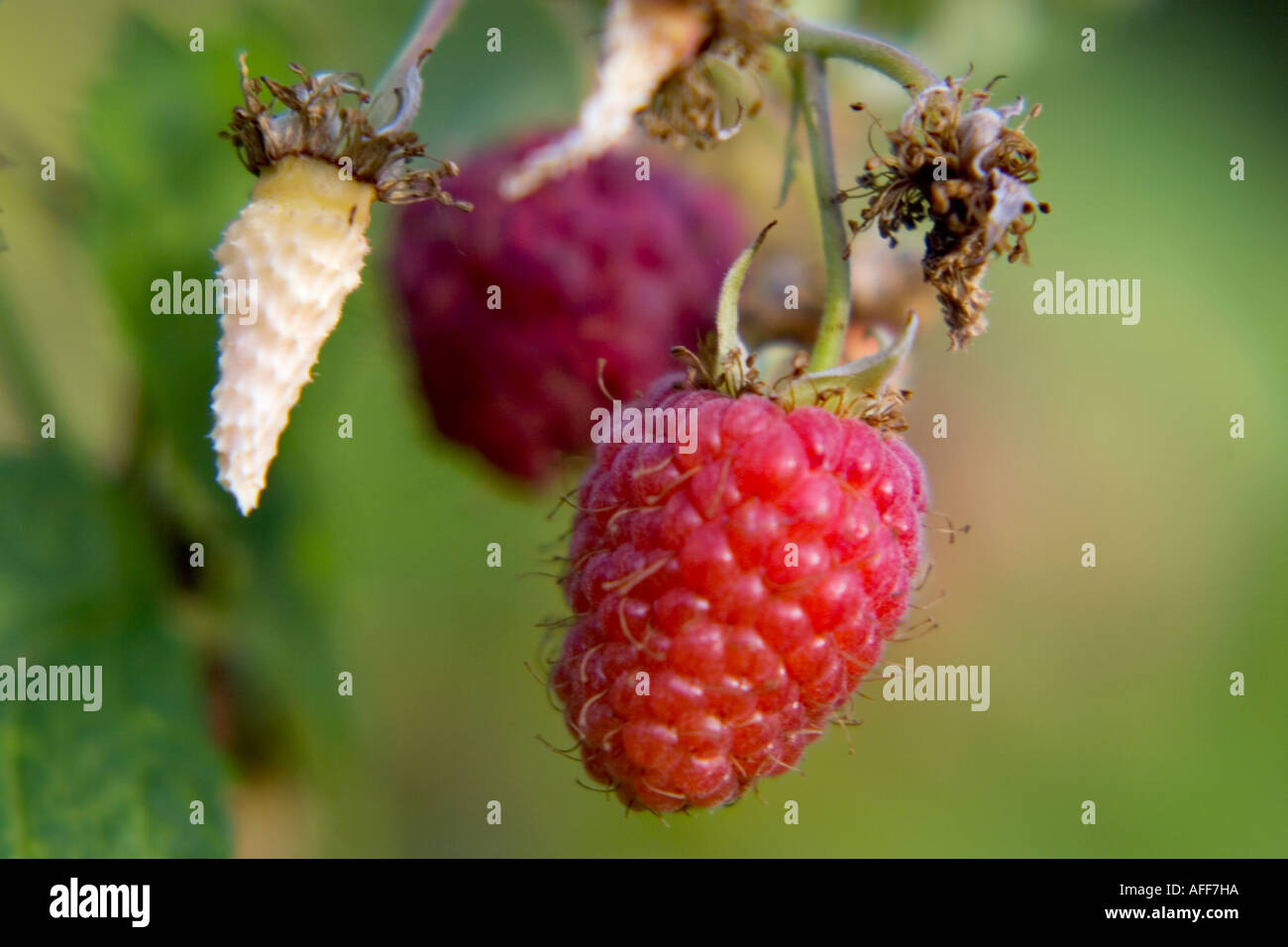 Rasberry bush hi-res stock photography and images - Alamy