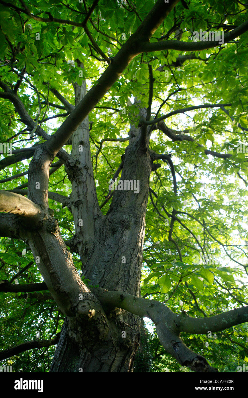 Upper Branches Of A Horsechestnut Tree Stock Photo - Alamy