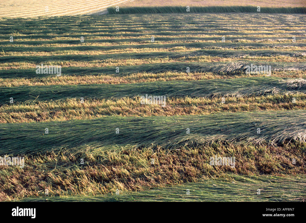 Cut hay laid neatly to dry in the Wolds of rural Lincolnshre Stock ...