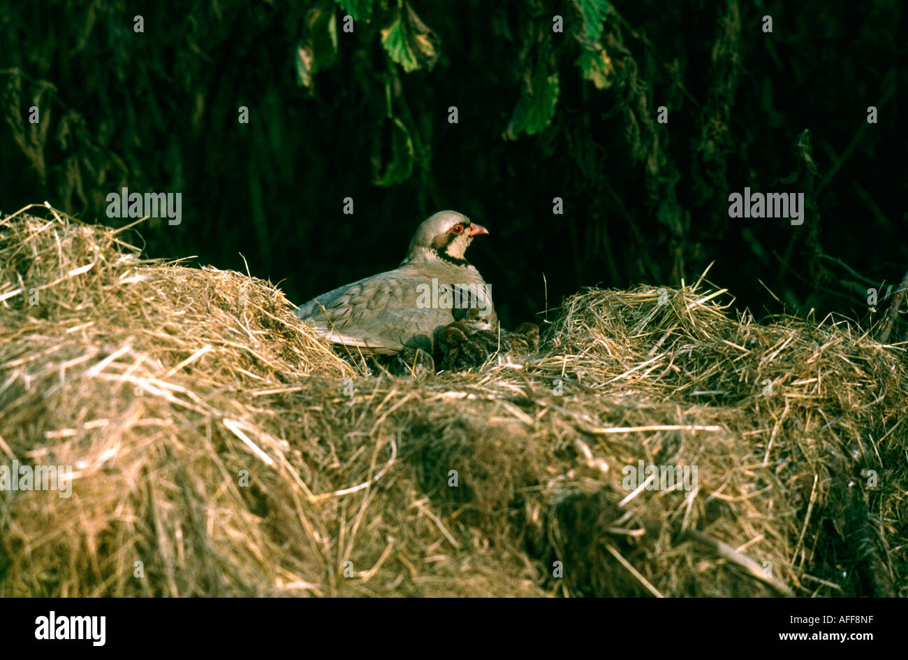 French Red Legged Partridge and chicks resting on compost mound Stock ...
