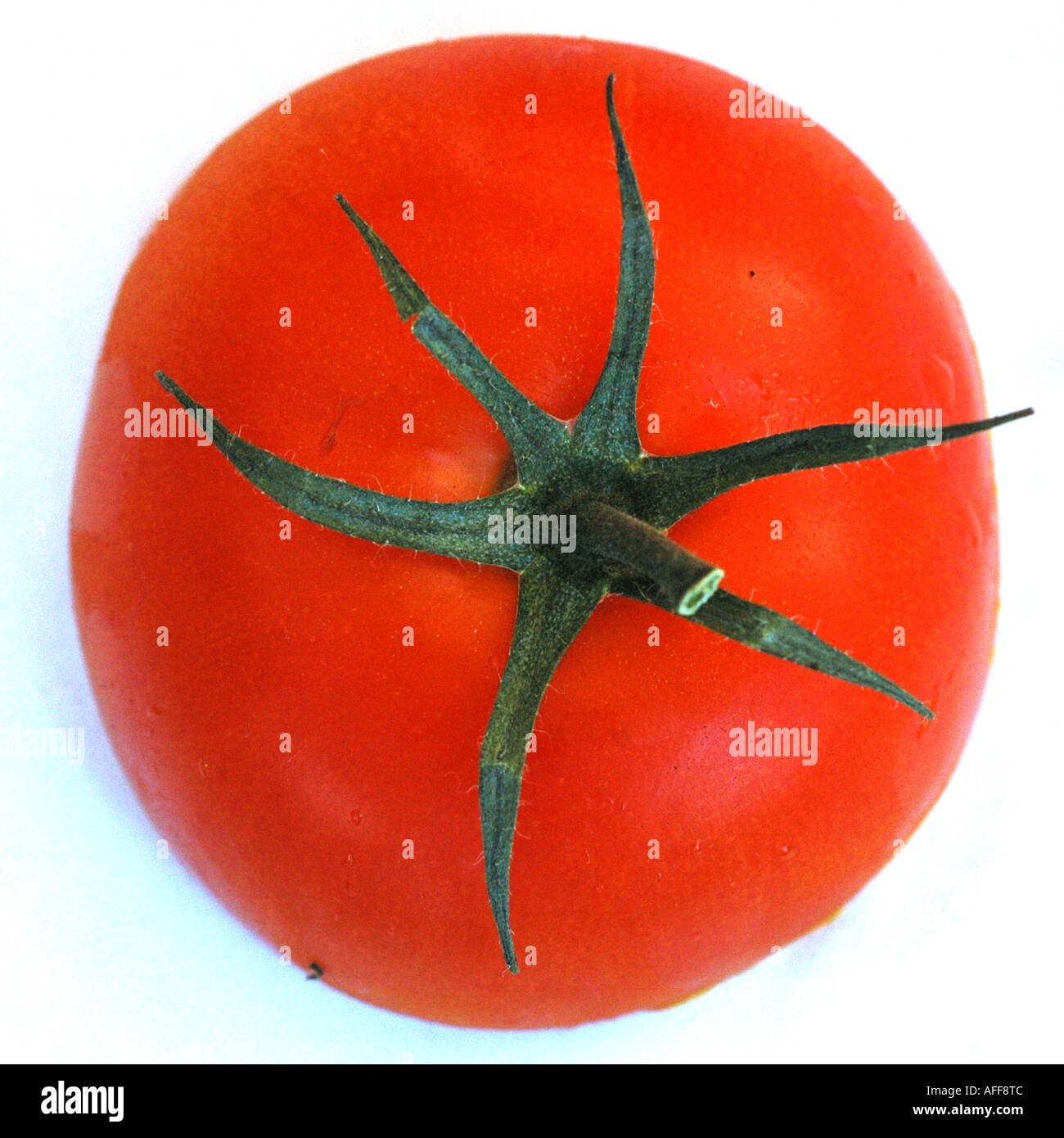 Inside of a tomato Cut Out Stock Images & Pictures - Alamy