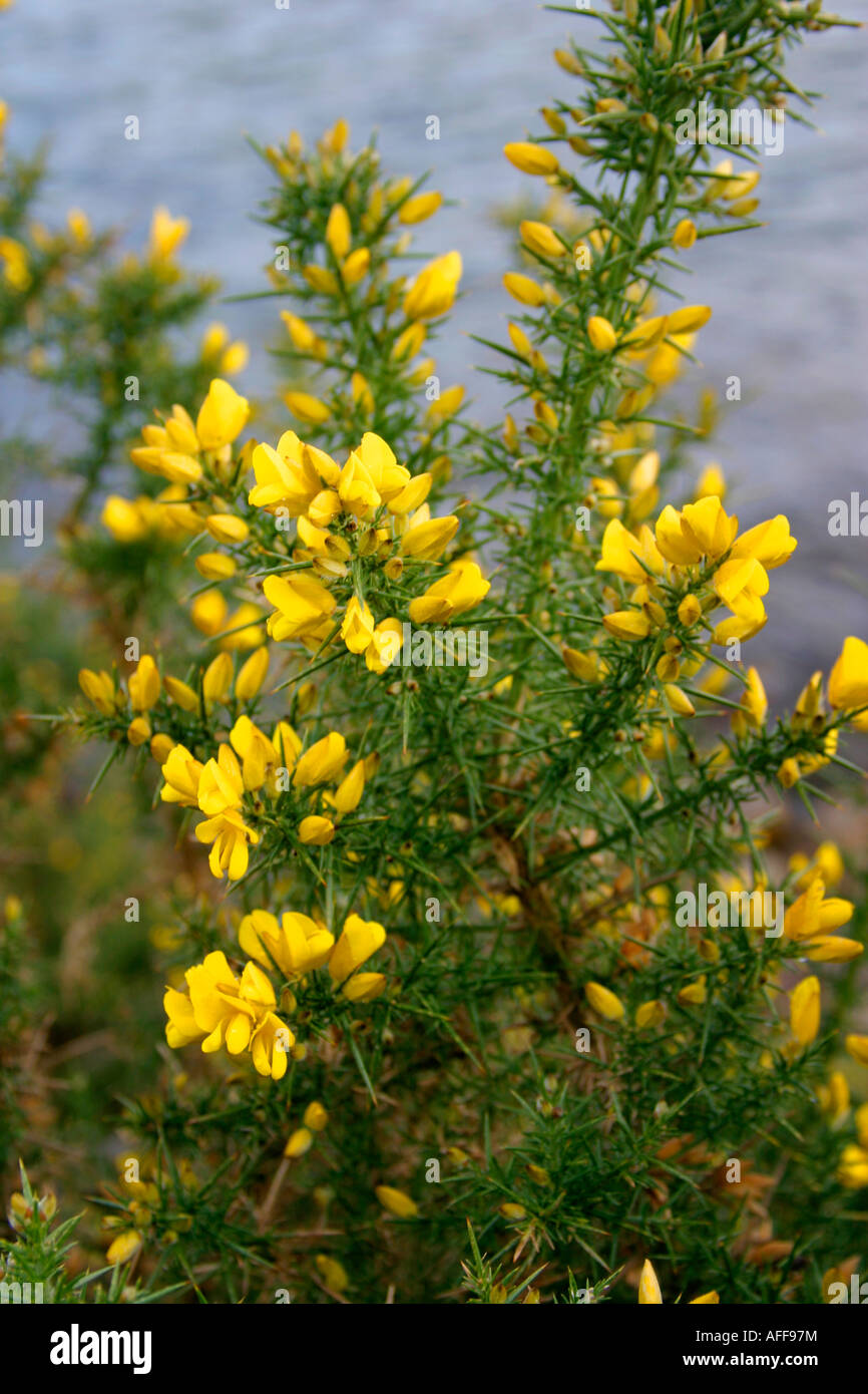Common Gorse, Highlands of Scotland, UK Stock Photo - Alamy