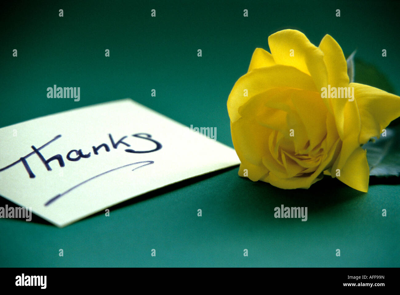 thank you note with yellow rose on green background Stock Photo - Alamy