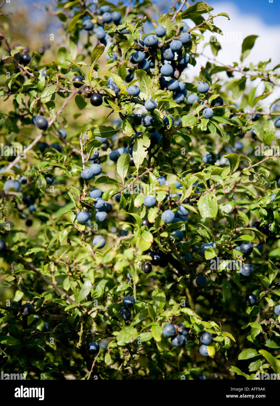 Sloe berries in late summer Stock Photo - Alamy