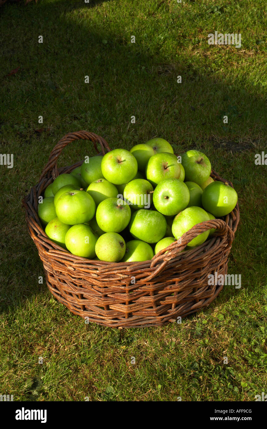 Basket of Bramley Seedling Green Cooking Apples Malus Domestica Stock ...