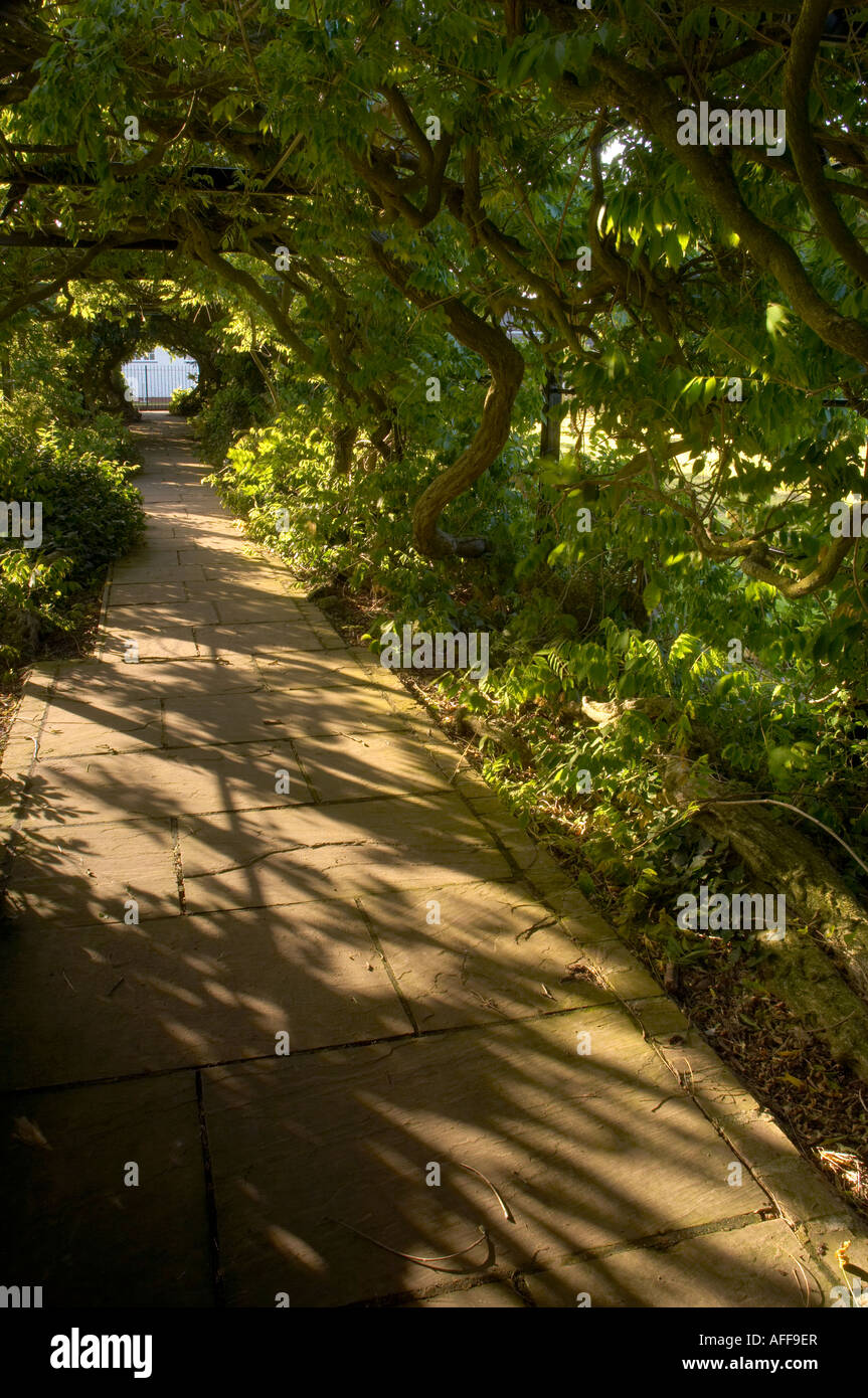 Wisteria garden centre hi-res stock photography and images - Alamy