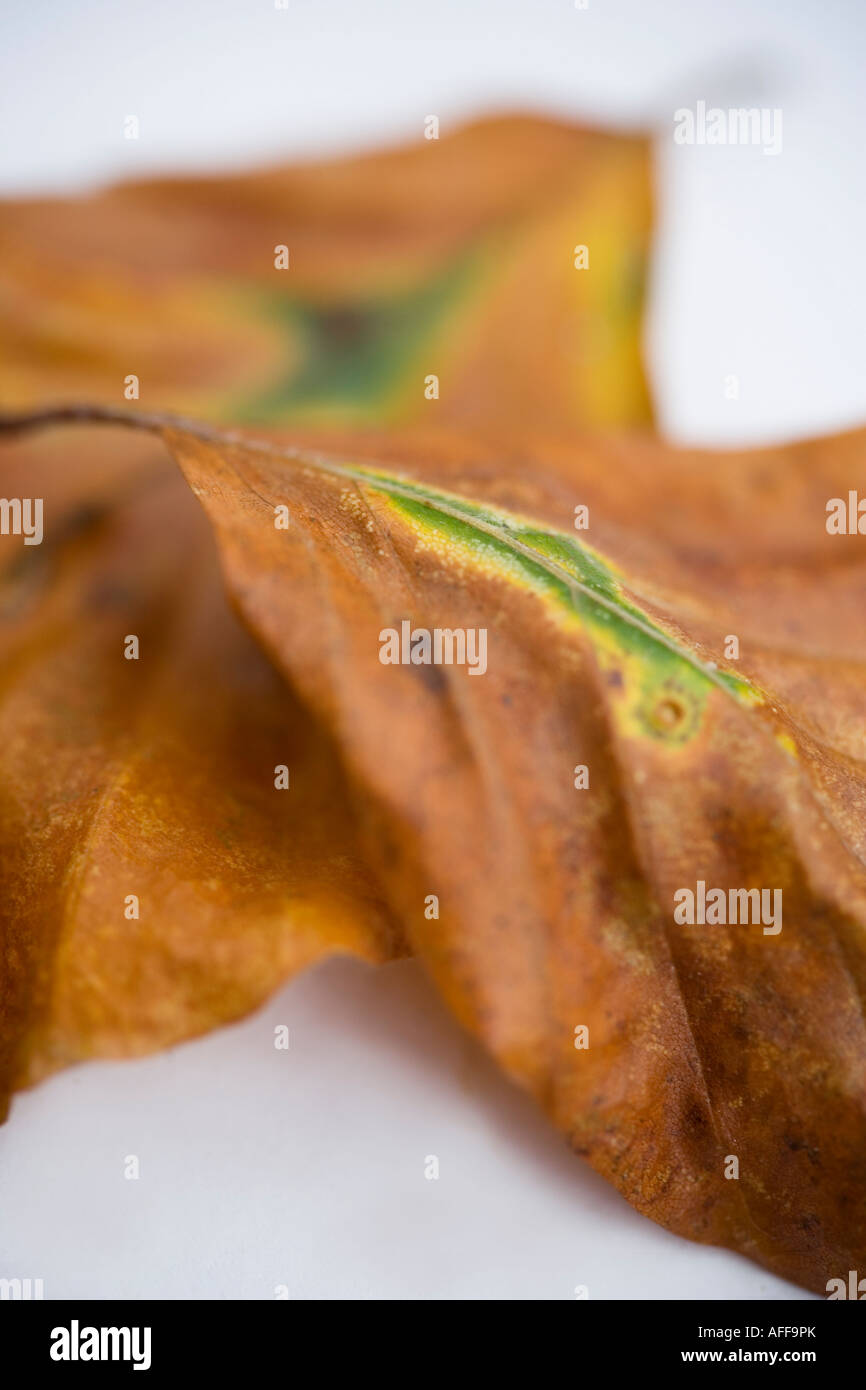 Dried out leaves hi-res stock photography and images - Alamy