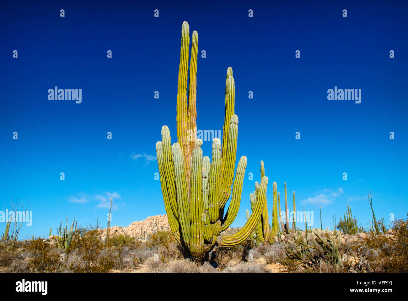 Solo cactus hi-res stock photography and images - Alamy